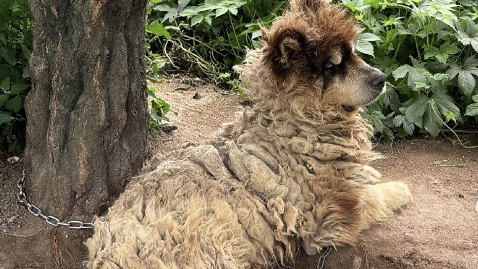 Petition · Break the Chains of Suffering: Ban Dog Tethering in South ...