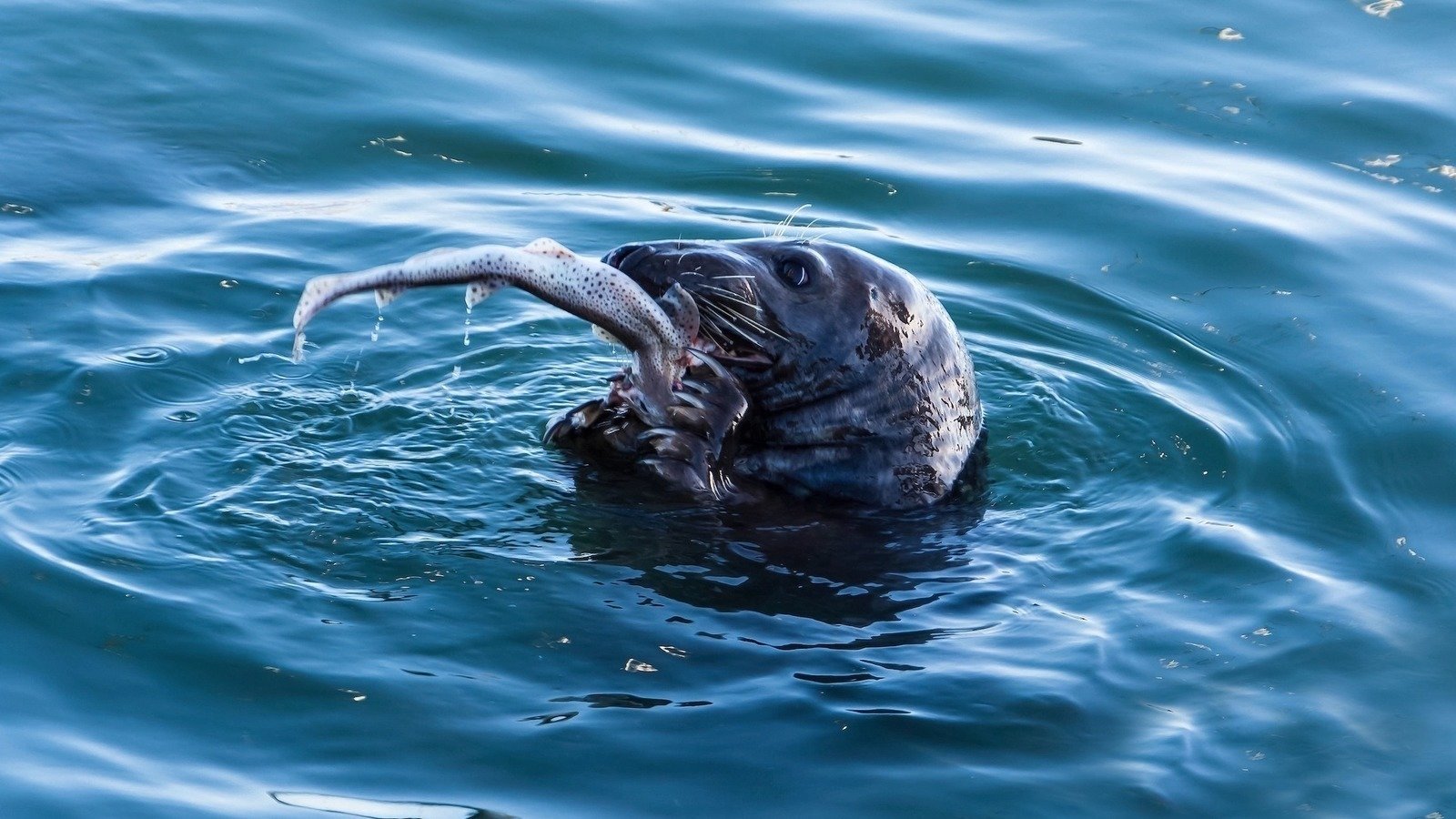 Petition · No to DFO Decision: Spring Herring and Mackerel Closures ... Petition · No to DFO Decision: Spring Herring and Mackerel Closures ...
