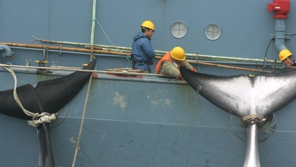 Petition · Ban whaling globally - Australia · Change.org