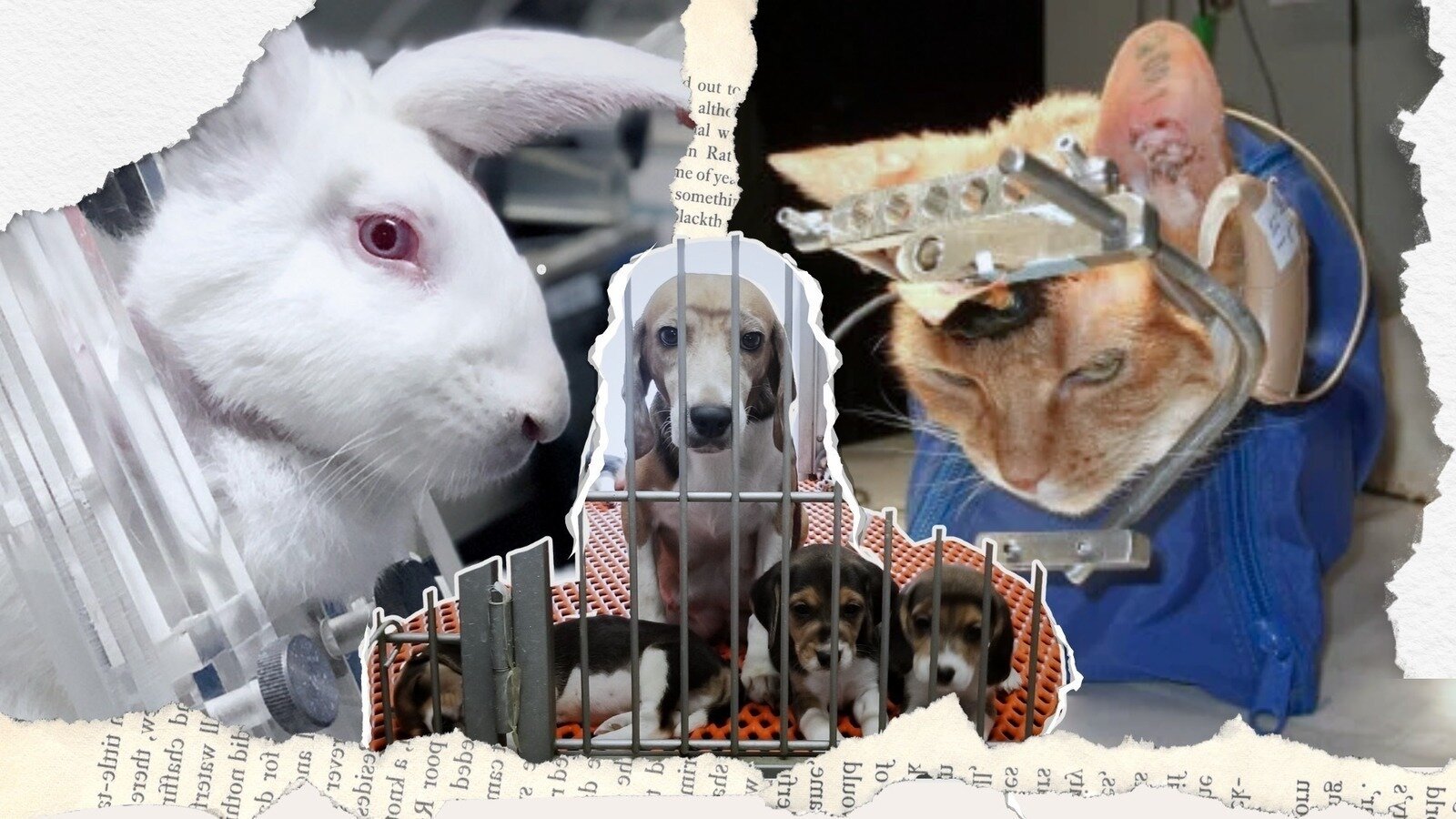 Petition · Voiceless Victims: Say No to Animal Testing - Philippines ...