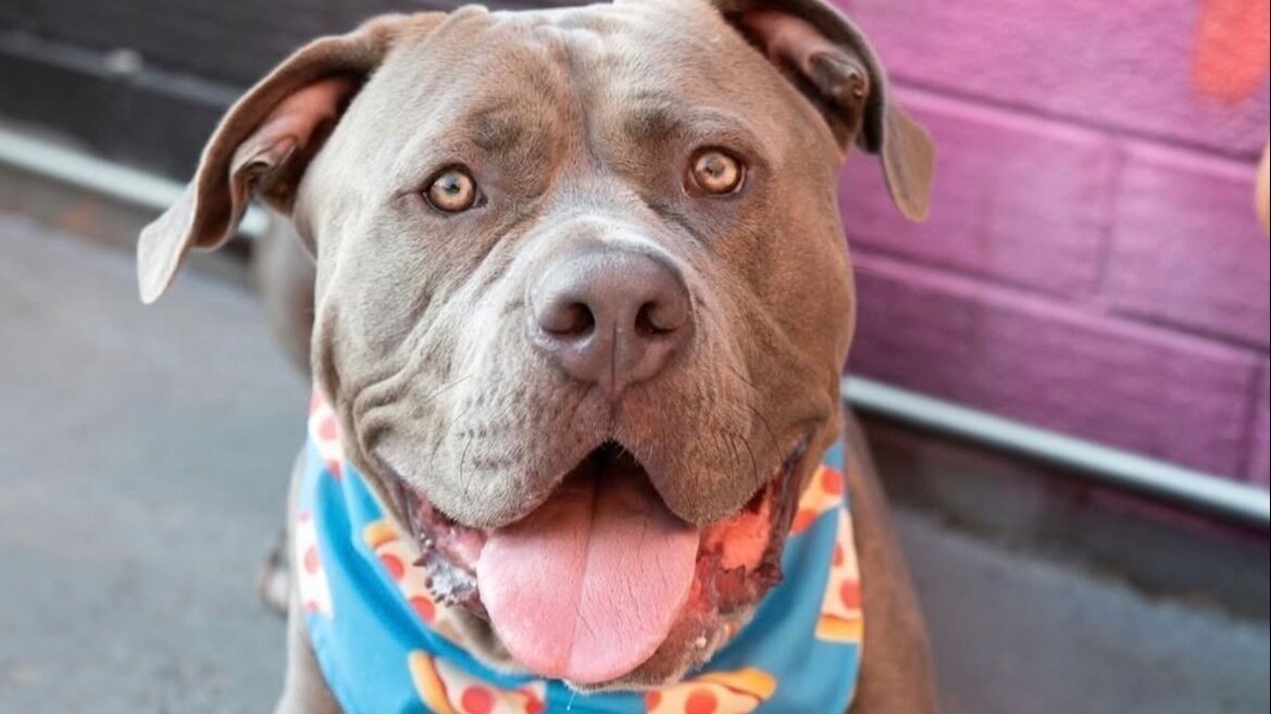 Petition · Implement improved regulations in animal shelters - United ...