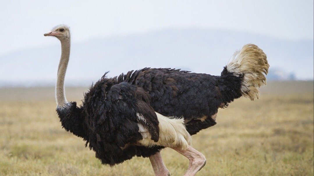 Petition · Save the ostriches at Universal Ostrich Farm - Canada ...