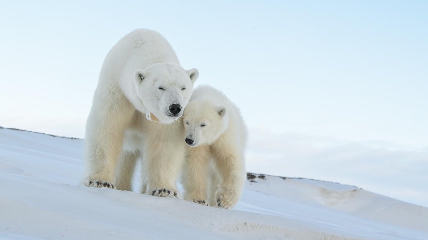 Petition update · Frost and her cub have been killed. For answers ...