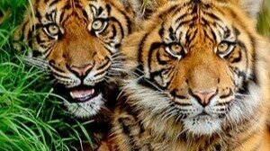 Petition · Protect the Sunda Tigers from Deforestation and Poaching ...
