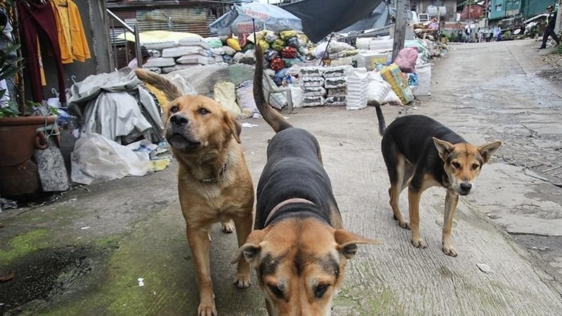 Petition · #StrayForLove - for the stray animals. - Philippines ...
