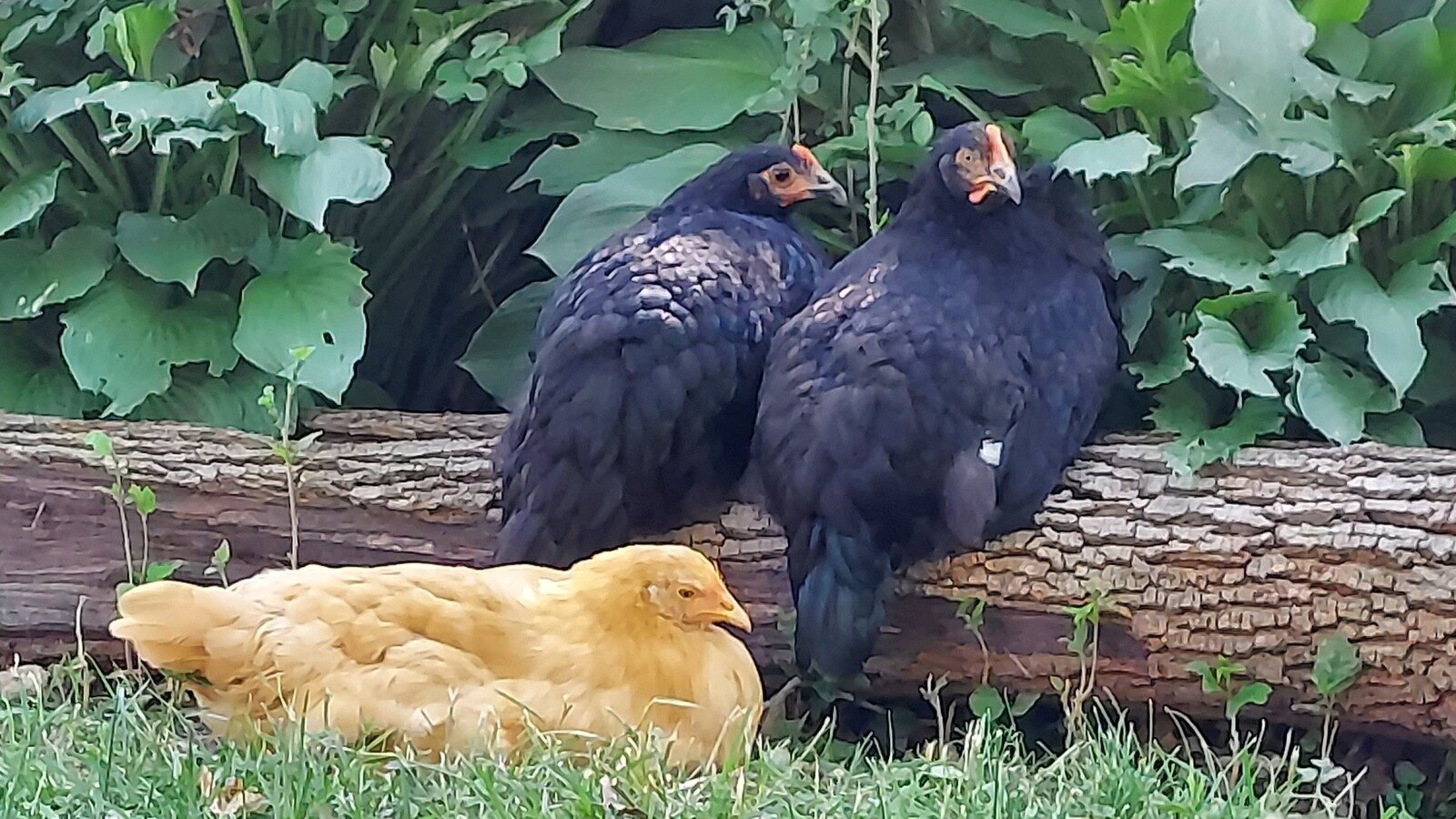 Petition · Allow the Keeping of Chickens in the City of Parma - Parma ...