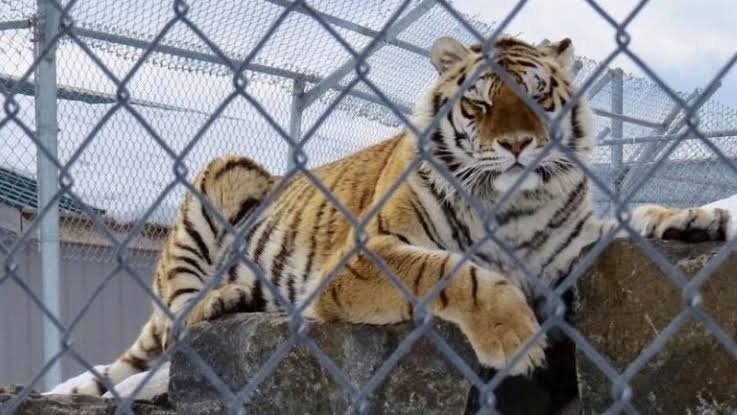 Petition · Stop Zoo Animals' Suffering, Release them Now - Philippines ...