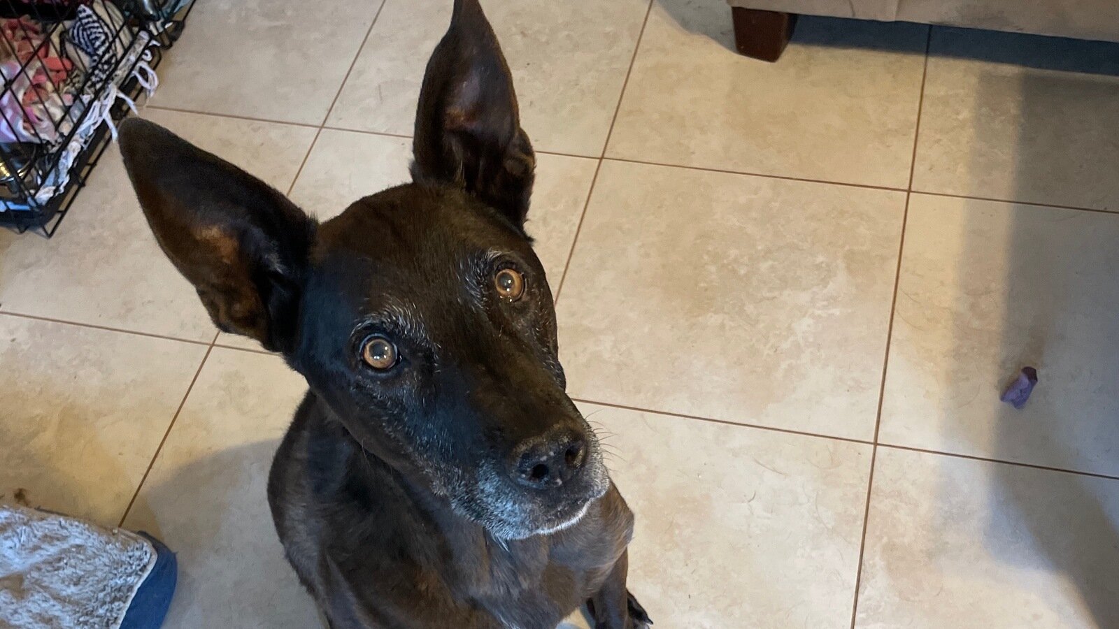 Petition · Enforce Animal Welfare: Ticket Dog Walkers in 80°F+ Heat ...