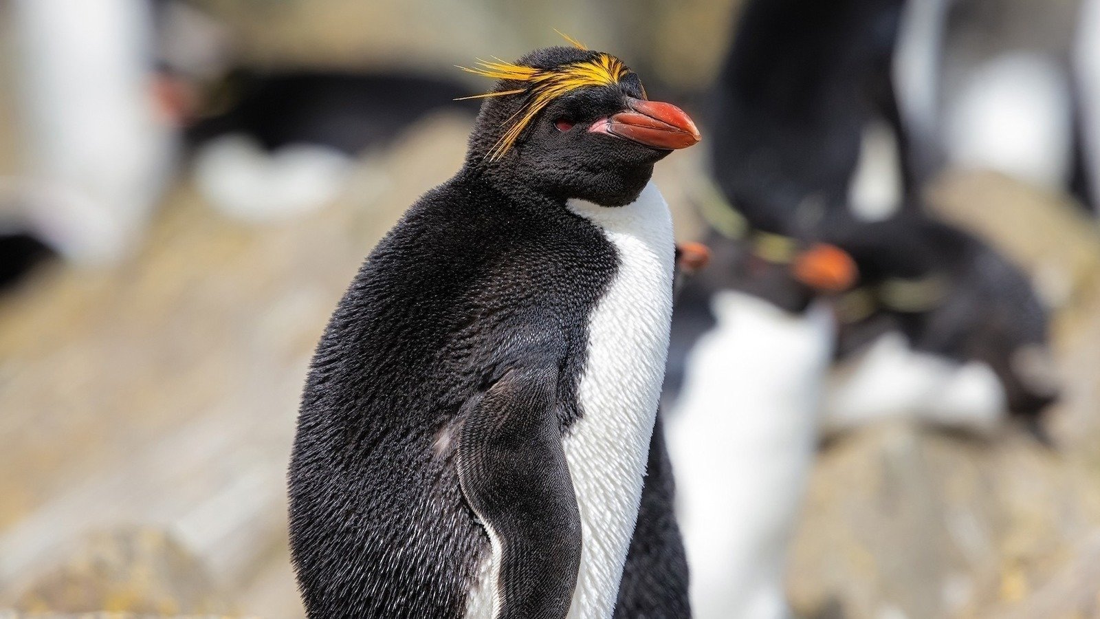 Petition · SAVE THE PENGUINS! - India · Change.org