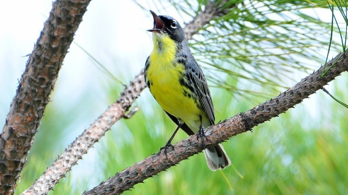 Petition · Change the state bird of Michigan from the American Robin to ...