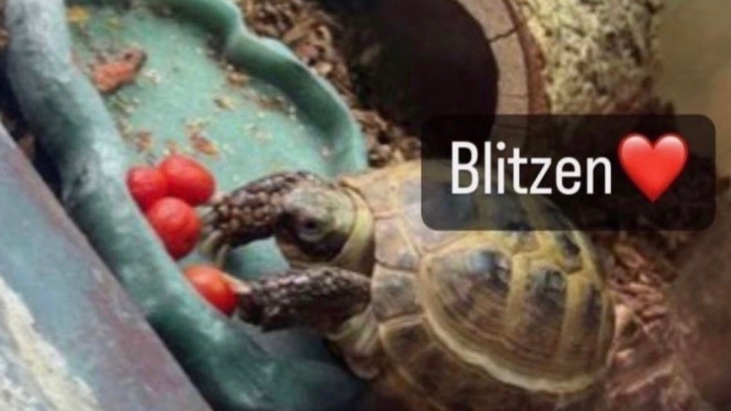 Petition · RIP BLITZEN - United States · Change.org