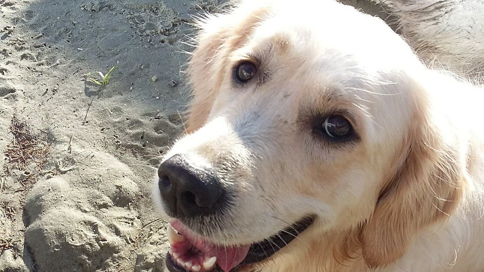 Petition · Let dogs in! - United Kingdom · Change.org