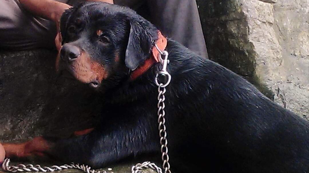 Petition · REVOKE ROTTWEILER BAN IN INDIA - India · Change.org