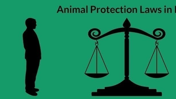 Petition · Strict rules and punishment against animal cruelty in India ...