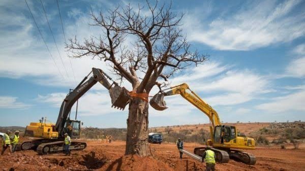 Petition · Ban unnecessary cutting of trees to make new buildings ...