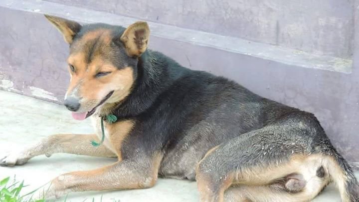 Petition · Please take immediate action to help this poor animal ...