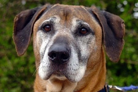 Petition · STOP ANTI-Breeding & PRO-Puppy Farming Legislation in Greece ...