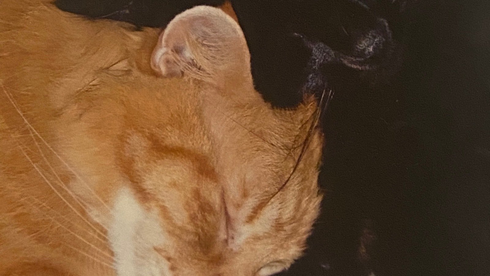 Petition · let me get a cat!! - United Kingdom · Change.org