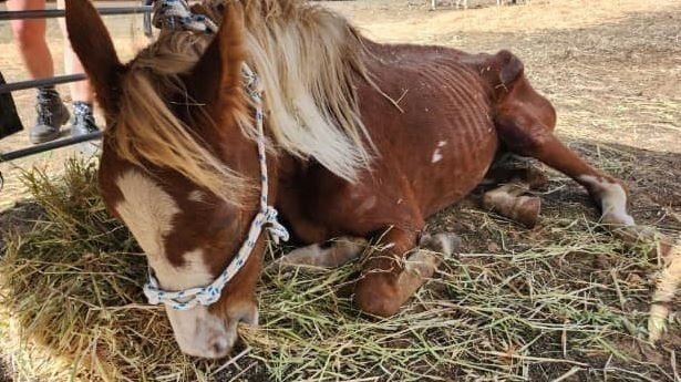 Petition · Equine Neglect at a Western Australian Sanctuary - Australia ...
