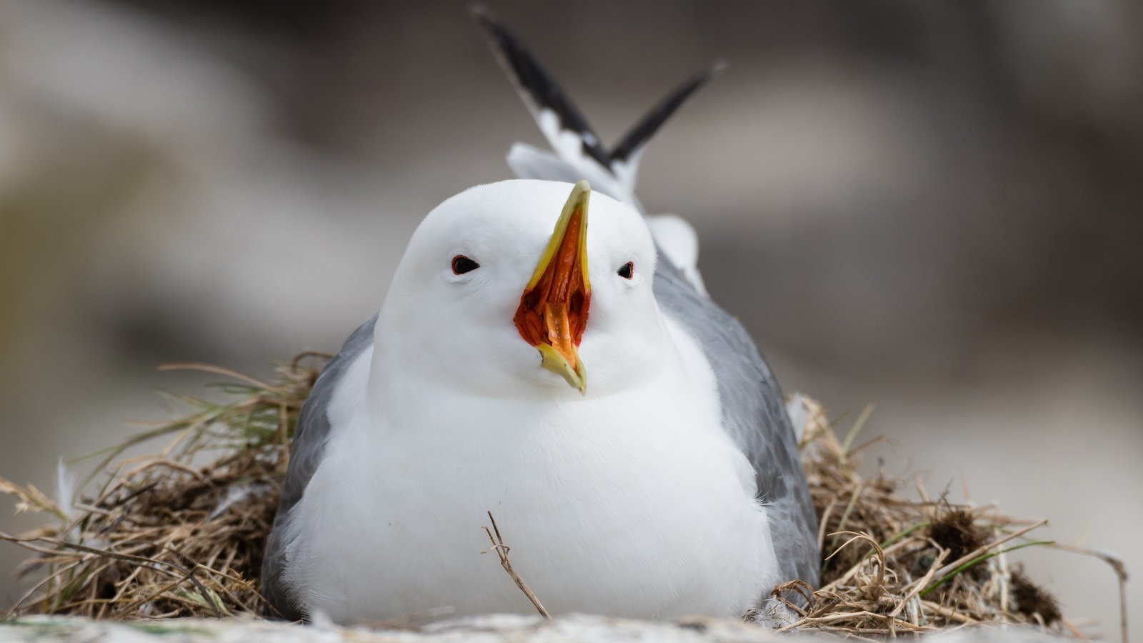 Petition update · ‘In nature nothing exists alone.’ Petition to reduce ...