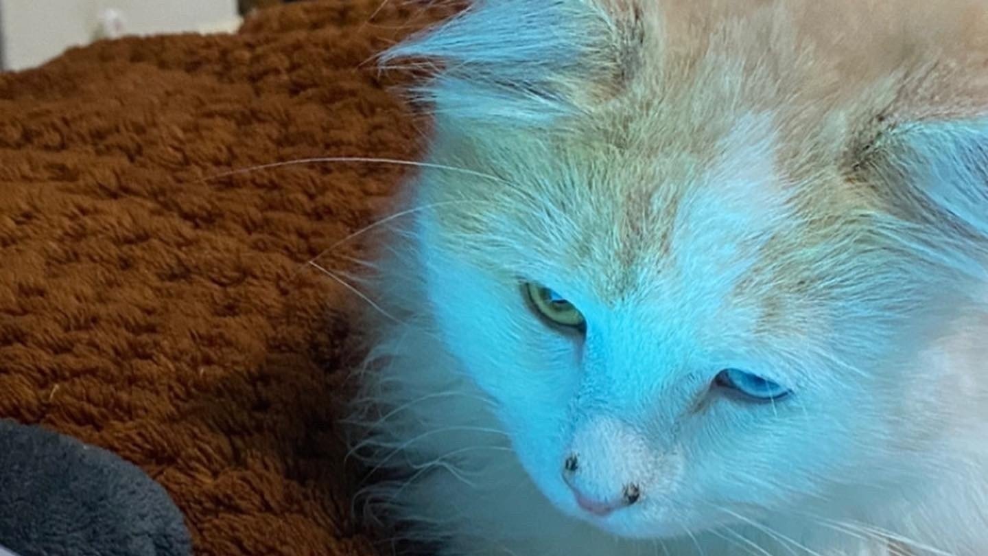 Petition · Install Speed Bumps/Judder Bars on Agnes Street - New ...