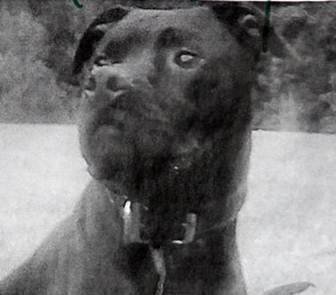 Petition · Find & prosecute the person(s) who kidnapped and murdered ...