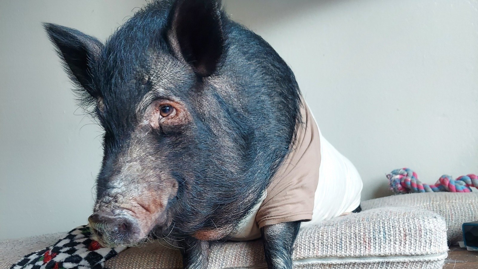Petition · Keep Penny May In Her Home - United States · Change.org