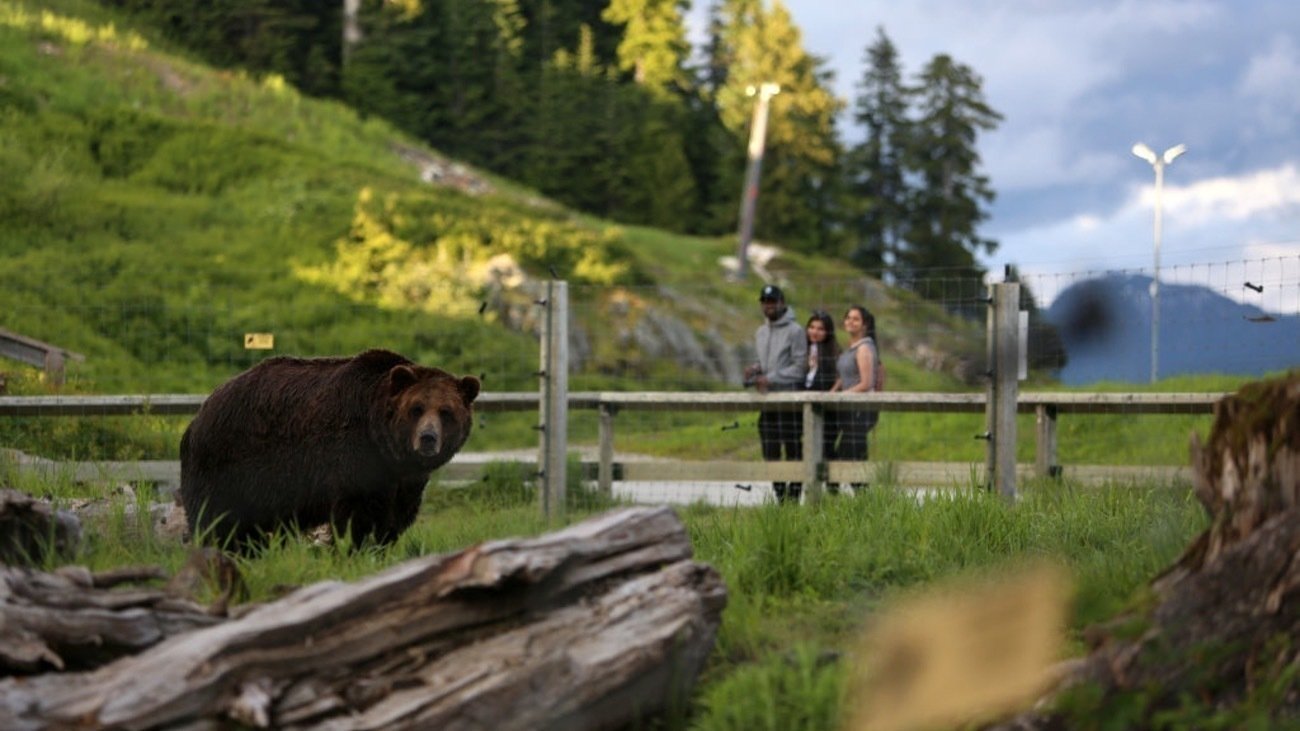 Petition · Reintroduce Grizzly Bears to Colorado - United States ...