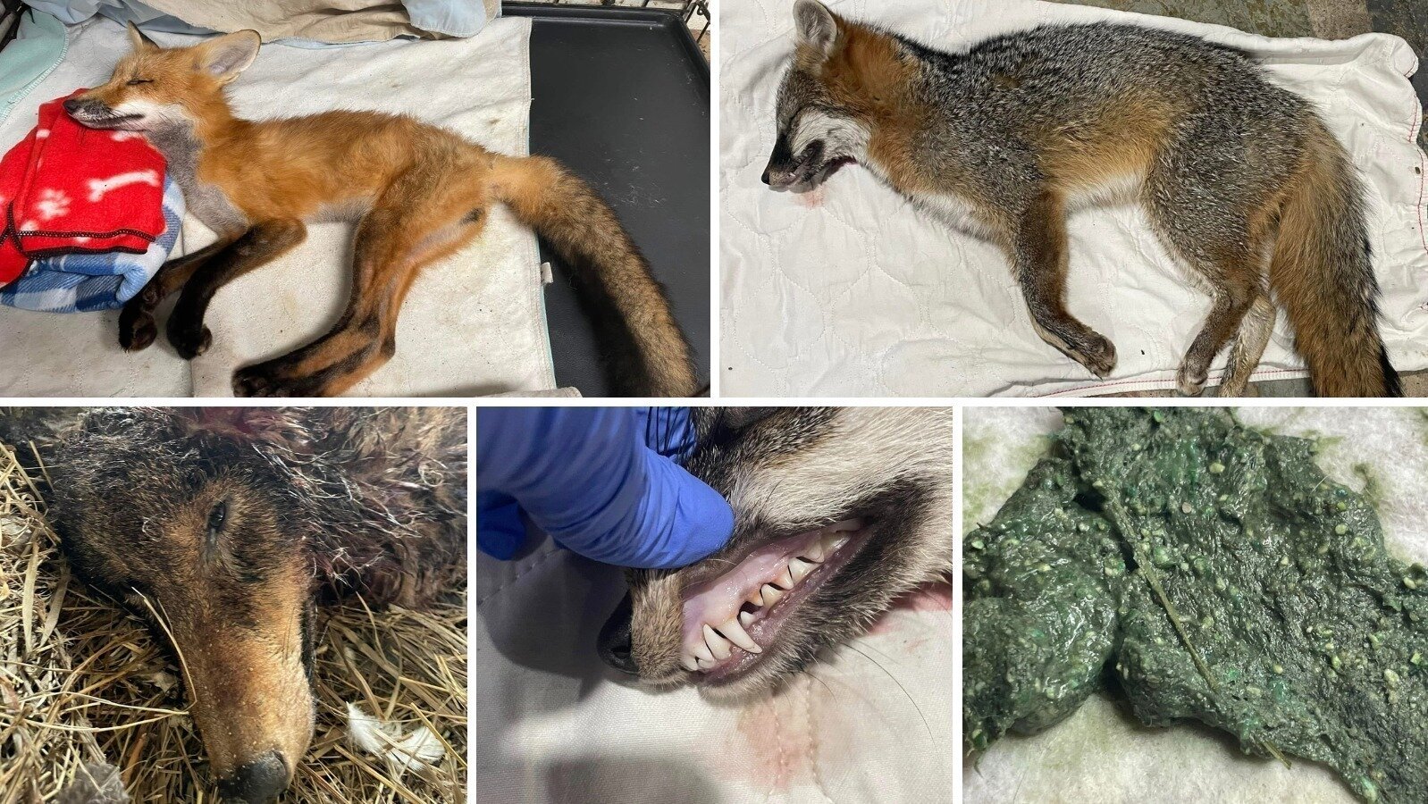 Petition · Ban the Sale and Use of Second-Generation Anticoagulant ...