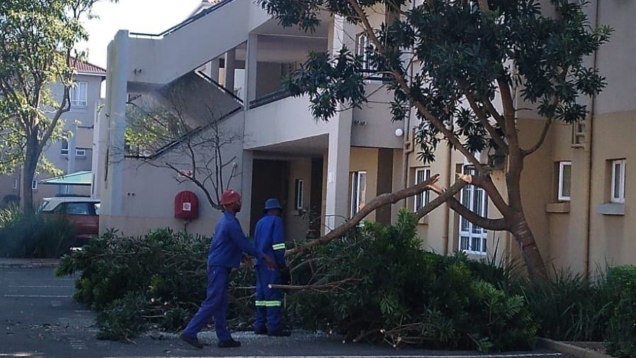 Petition · Save Sheffield Manor Trees - South Africa · Change.org