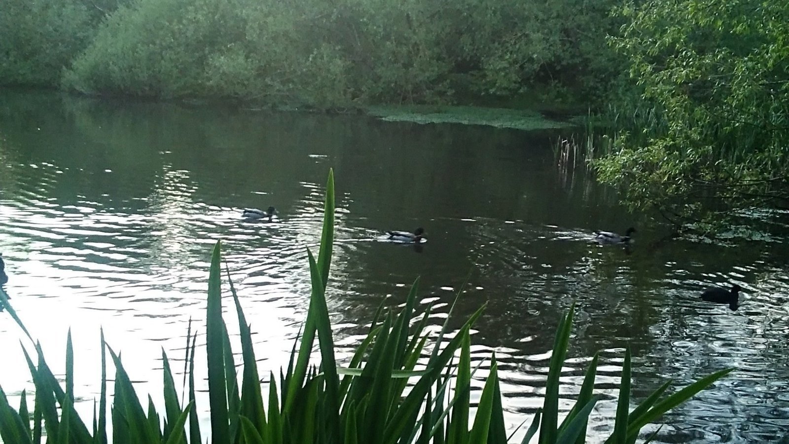 Petition · Natural England, Defra and Environment Agency to protect ...