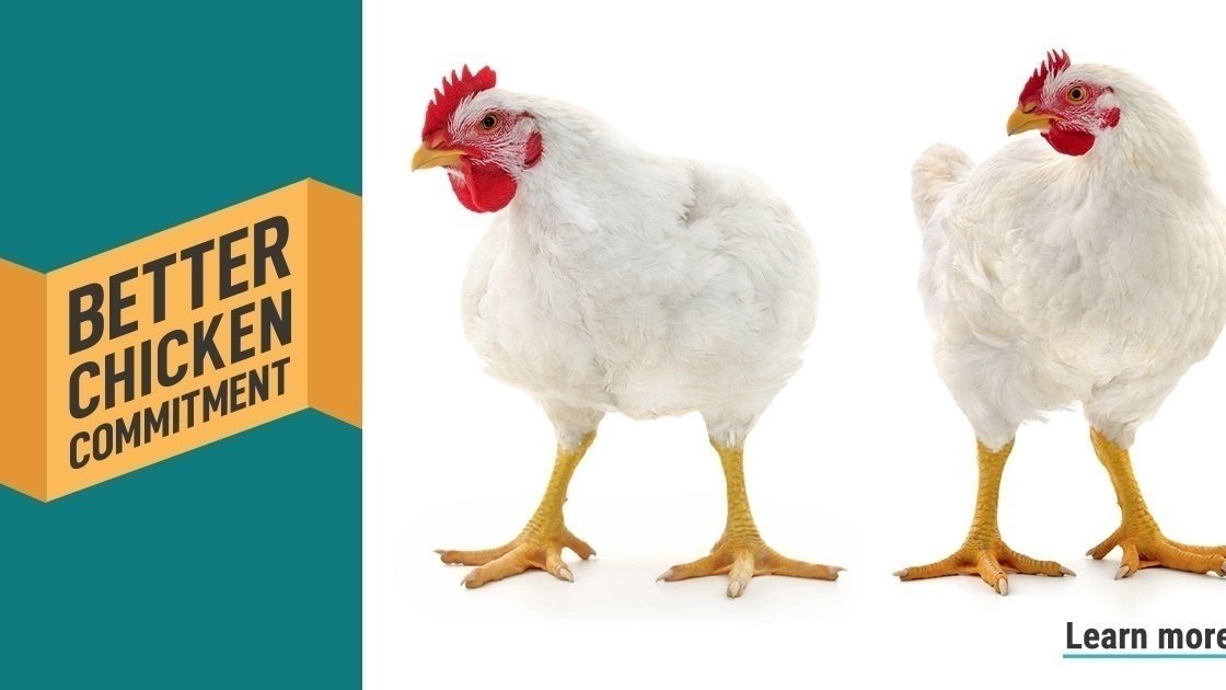 Petition · Encourage Market of Choice to Adopt the Better Chicken ...