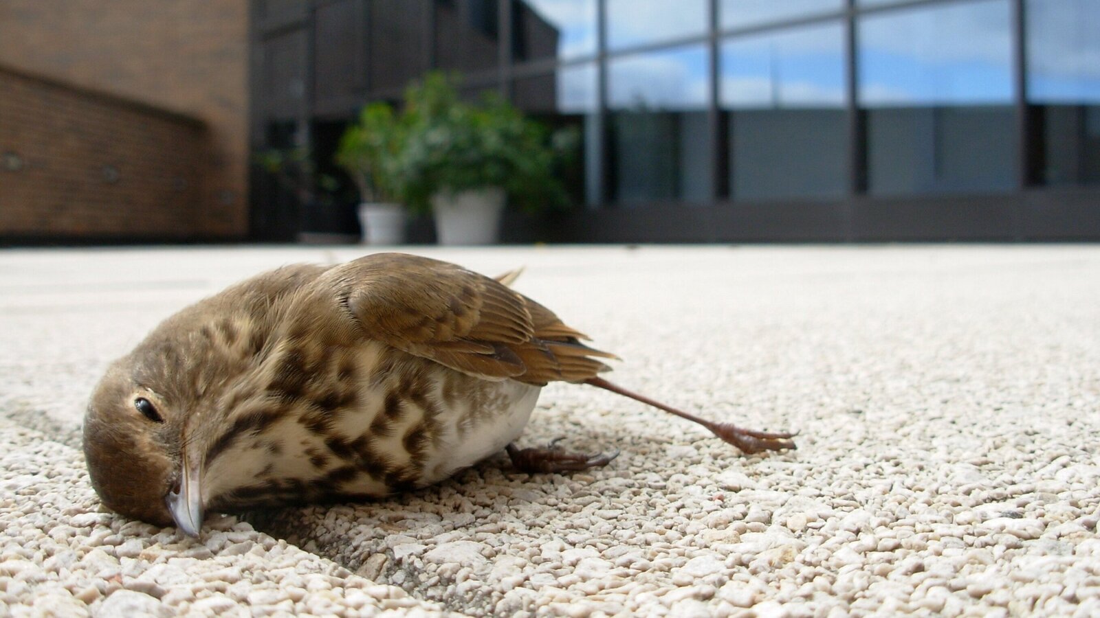 Petition · Make Buildings Safe for Migrating Birds on the University of ...