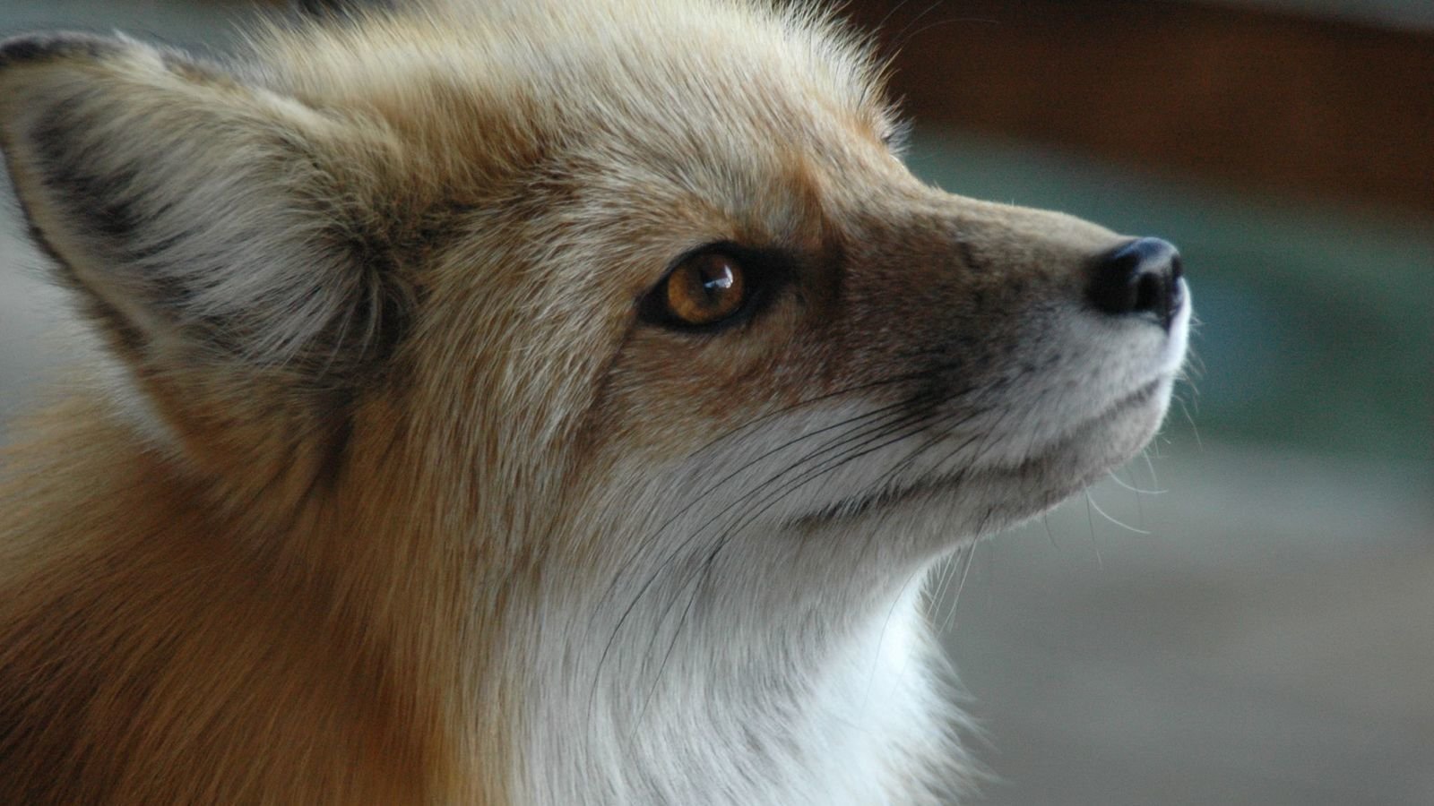 Petition · Legalize The Ownership of Domesticated Foxes in Oregon ...