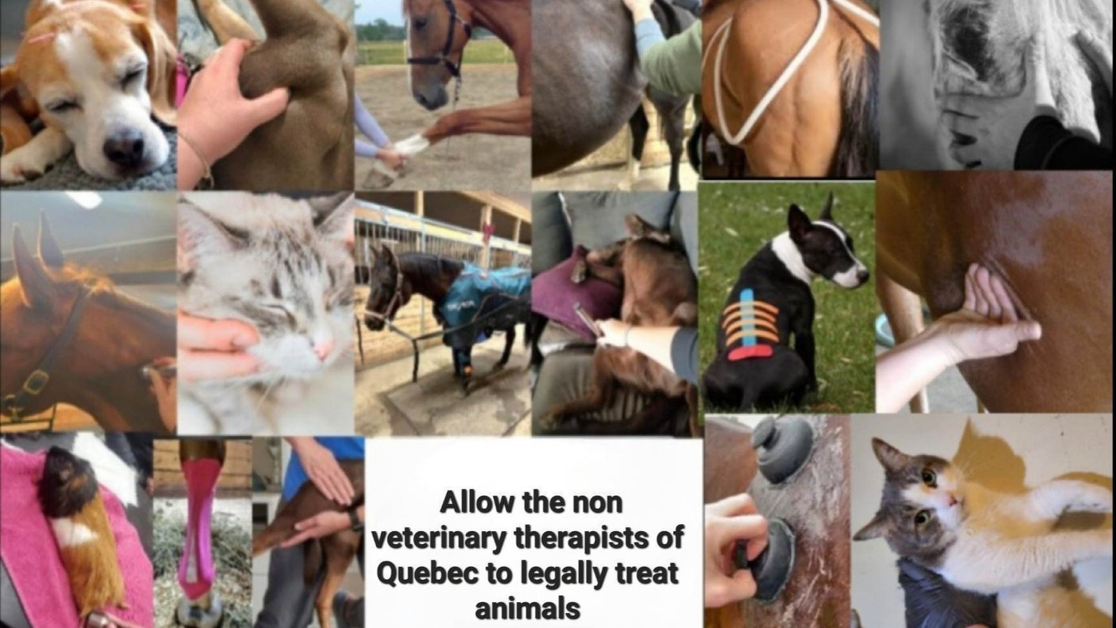Petition · Allow non-veterinary therapists to legally practice animal ...