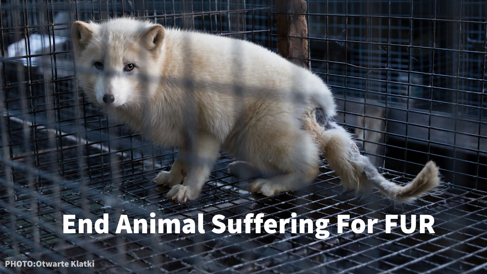 Petition · End animal suffering for FUR in ASIA - United States ...