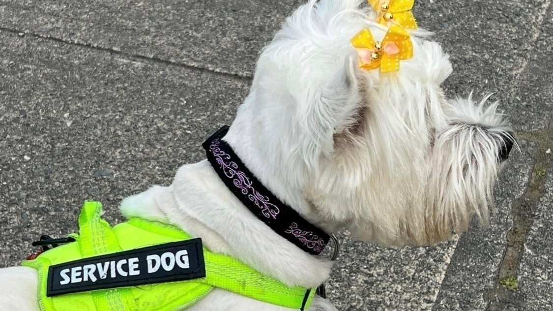 Petition · Please support legal rights of guide dog handlers to safely ...