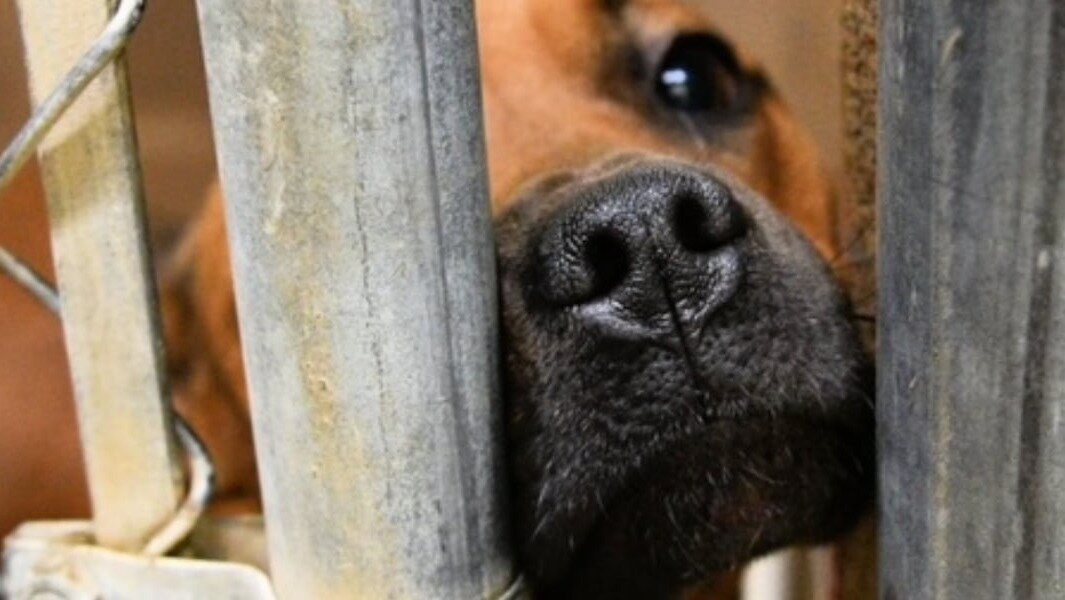 Petition · Don’t Let Cherokee County Shelter Euthanize Animals for ...