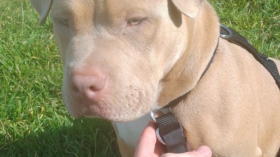 Petition · Lift the Unjust Ban Against Xl Bully Breeds - United Kingdom ...