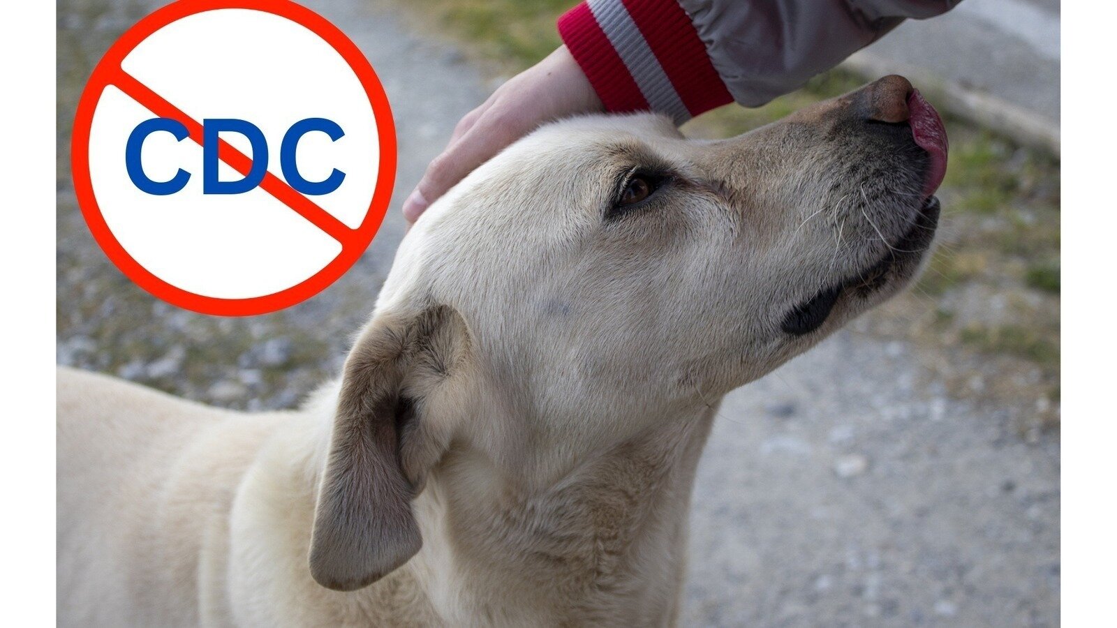 Petition · Save Int'l Rescues & Stop CDCs Overreaching Dog Import ...