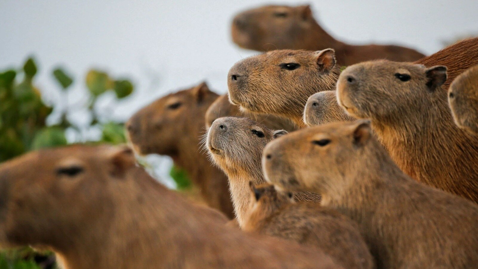 Petition · Legalise Capybara's as Pets in Australia! - Australia ...