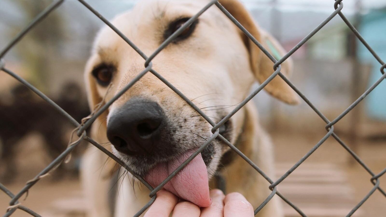 Petition · Stop Euthanization in Illinois Animal Shelters - United ...