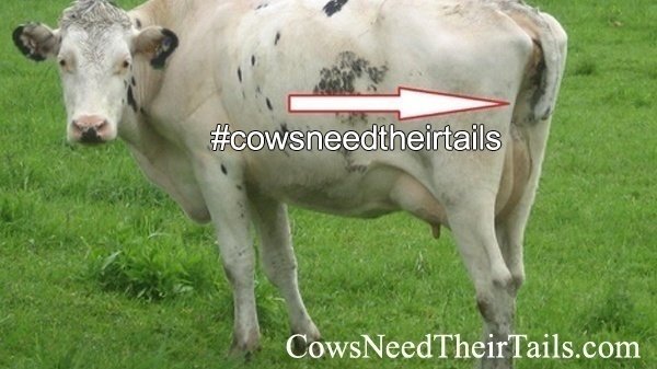 Petition · Tell Ben and Jerry's: Cows Need Their Tails! · Change.org