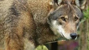 Petition · PLEASE PROTECT AND SAVE THE RED WOLVES - United States ...