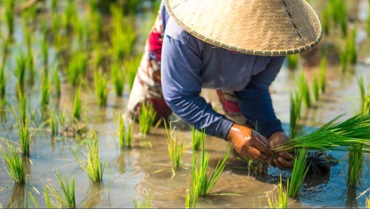 Petition · Rise Extra Rice - Philippines · Change.org