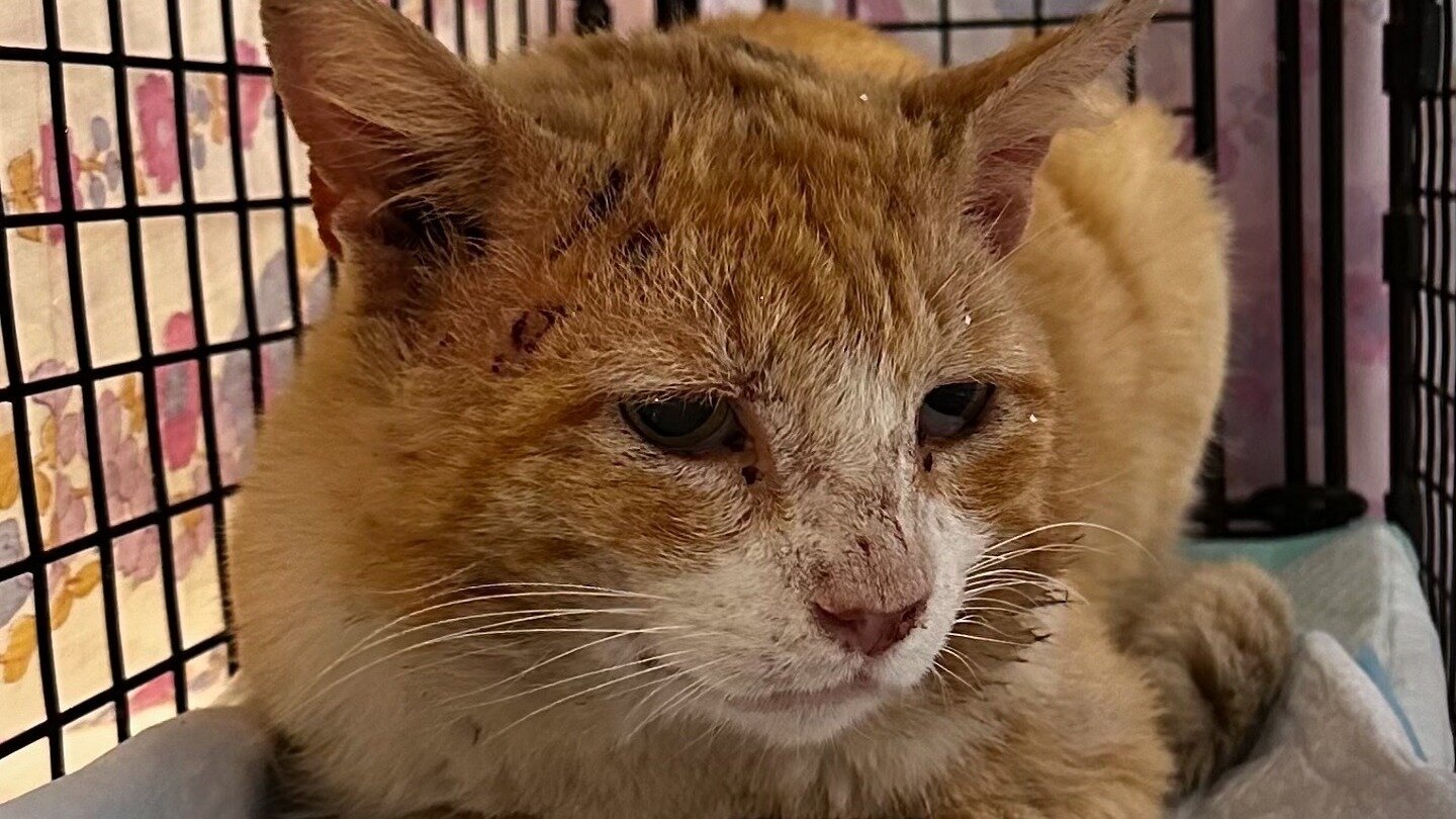 Petition · Stop NJ S261 - Compassion for Community Cats Law - United ...