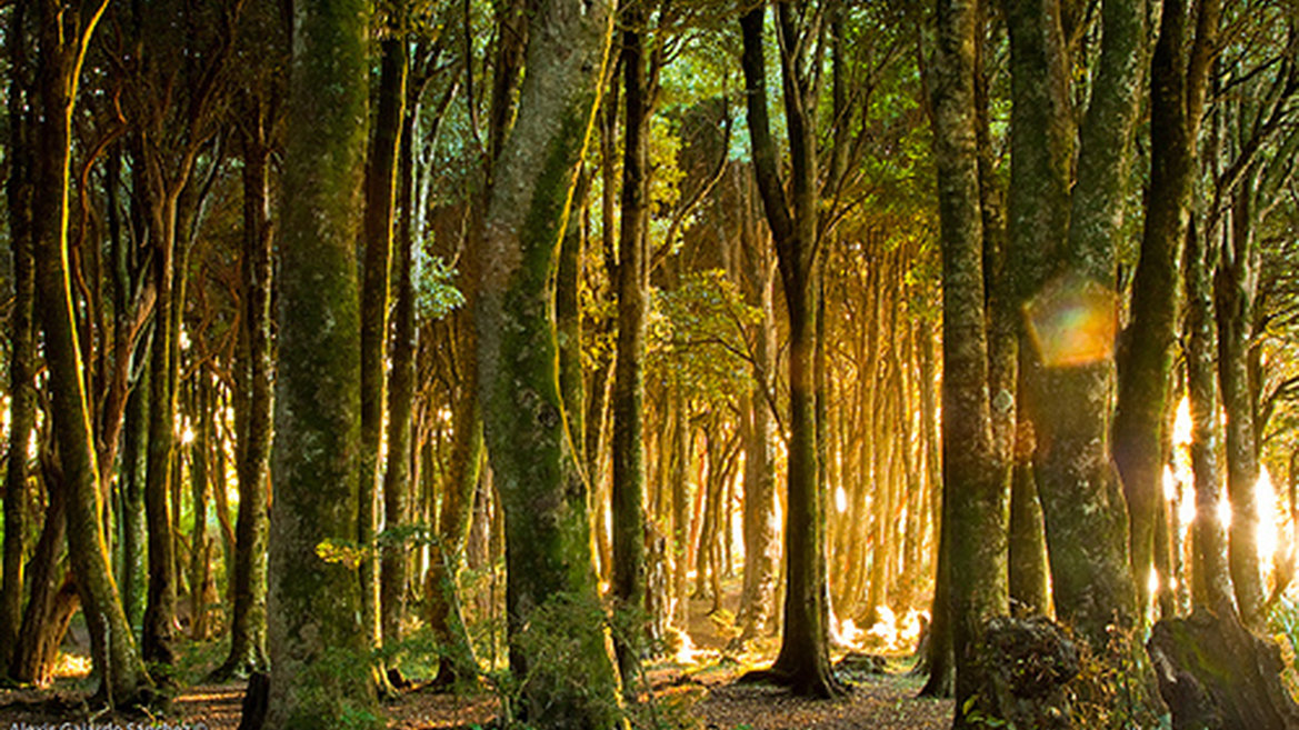 Petición · ¡Salvemos a la Isla Chaullin, a su bosque y a los que ...