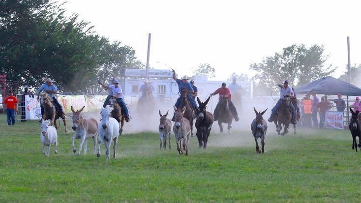 Petition · Stop Donkey Roping - Chelsea, United States · Change.org