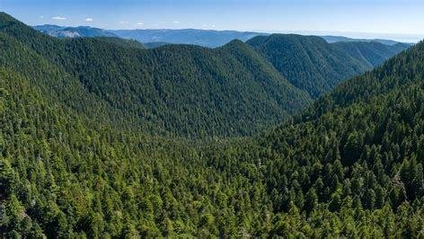 Petition · Save one of BC's last old growth forests against ...