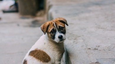 Petition · Stop killing stray dogs in Tunisia - Tunisia · Change.org